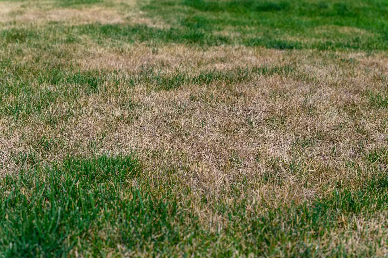 Take-All Root Rot in Texas Lawns | Gro Lawn